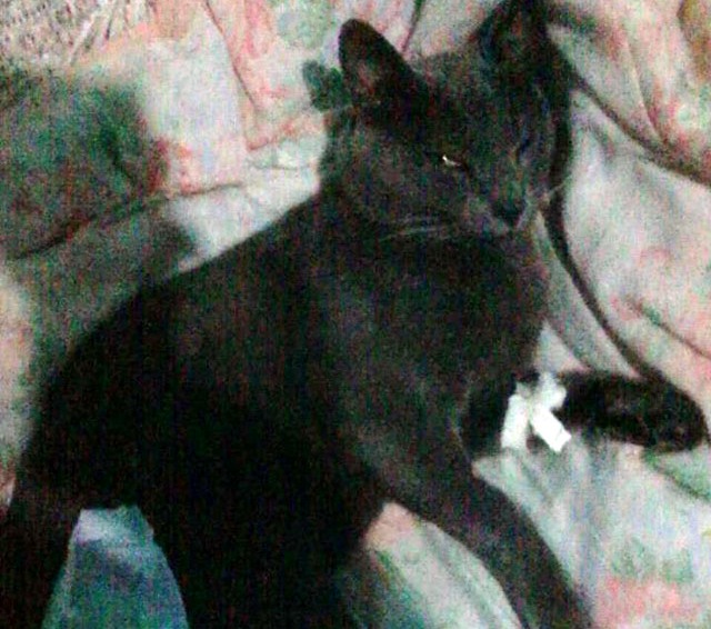 Gato é atingido por tiro de arma de pressão e terá de ser sacrificado ...