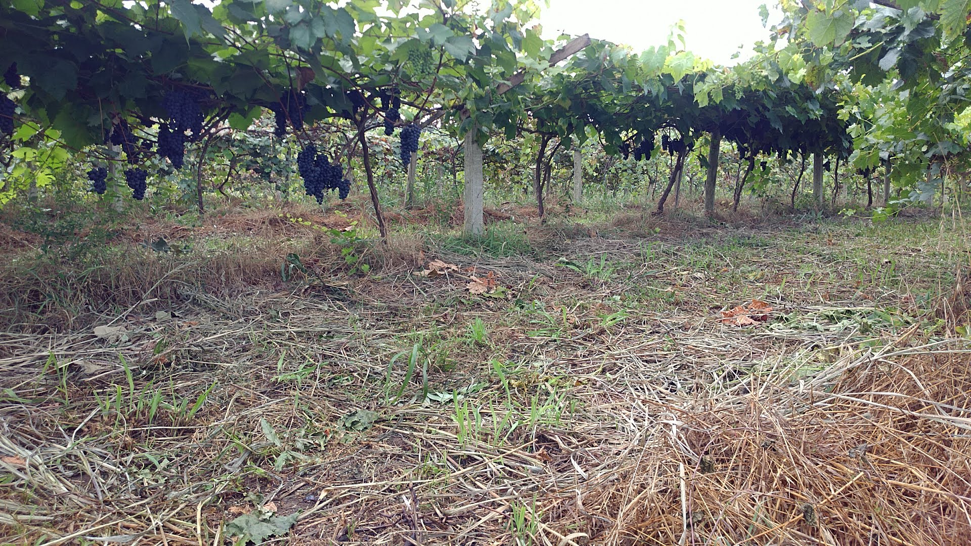 Dia de campo sobre cultivo da videira é realizado pela Epagri em Porto ...