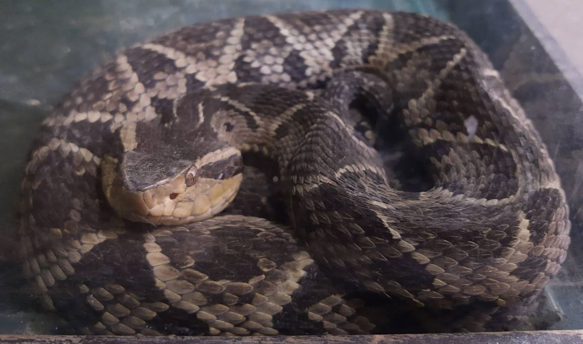 Help identifying a close call with this snake? Jararaca or Jararacusso ...