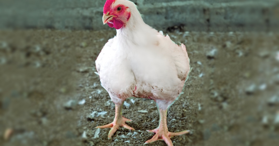 Aves natalinas: entenda o segredo por trás dos frangos gigantes de ...