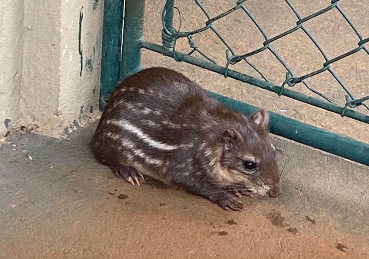 Filhote de paca nasce após intercâmbio de animais entre Klabin e Itaipu