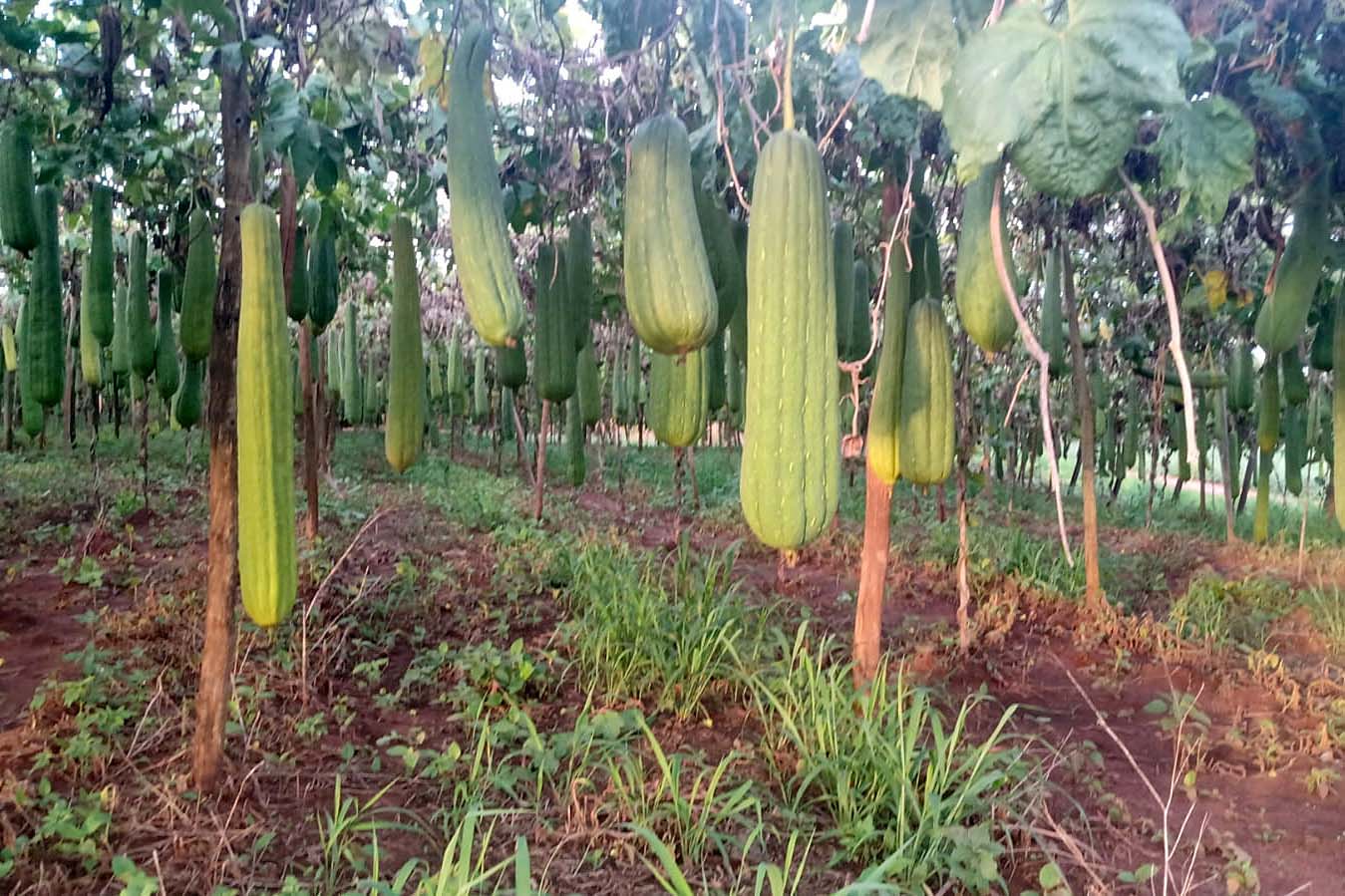 Que bucha é essa? Paraná é destaque na produção da planta - Vvale